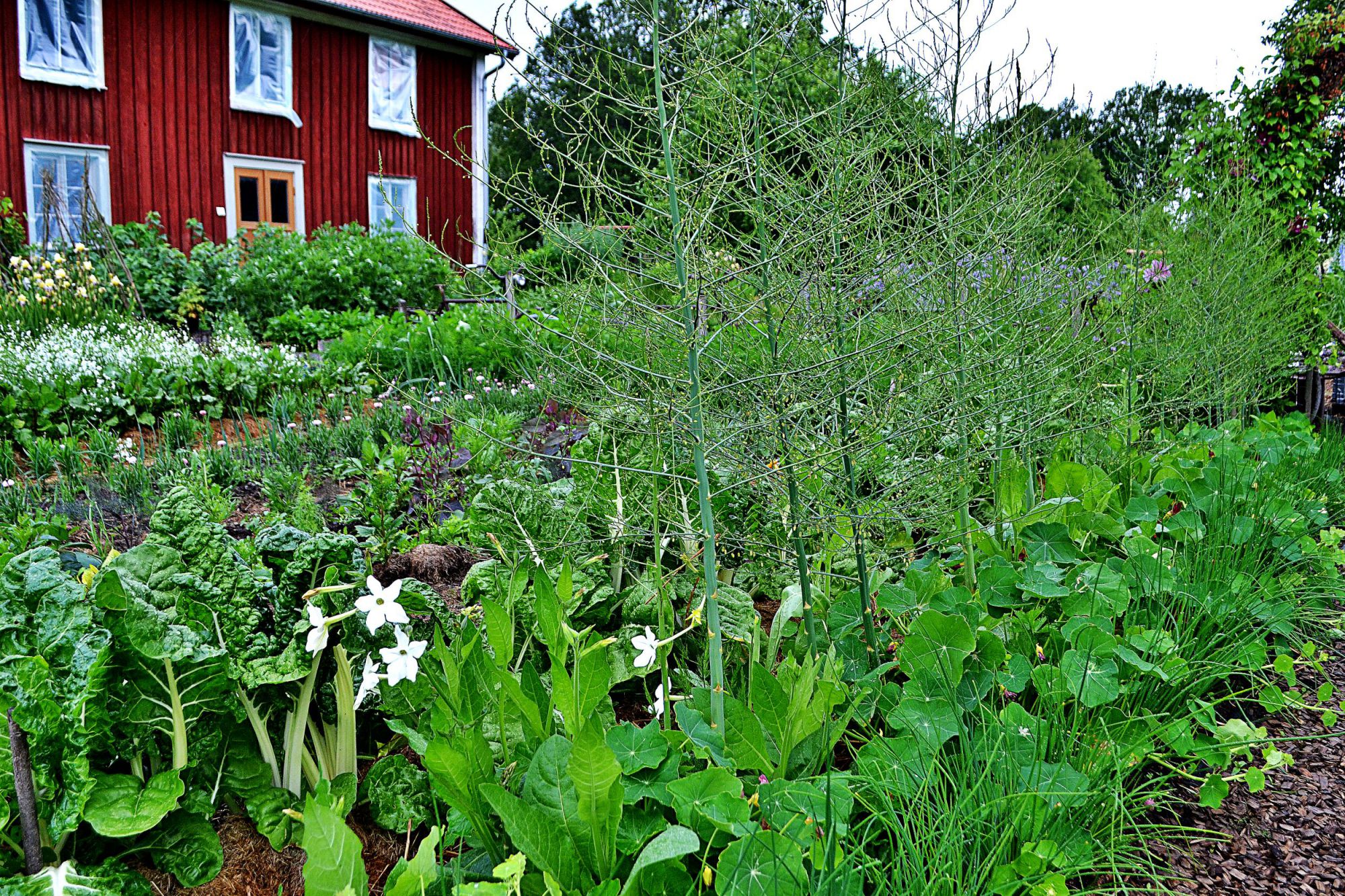 Samplantera sparris med blommor - Sara Bäckmo
