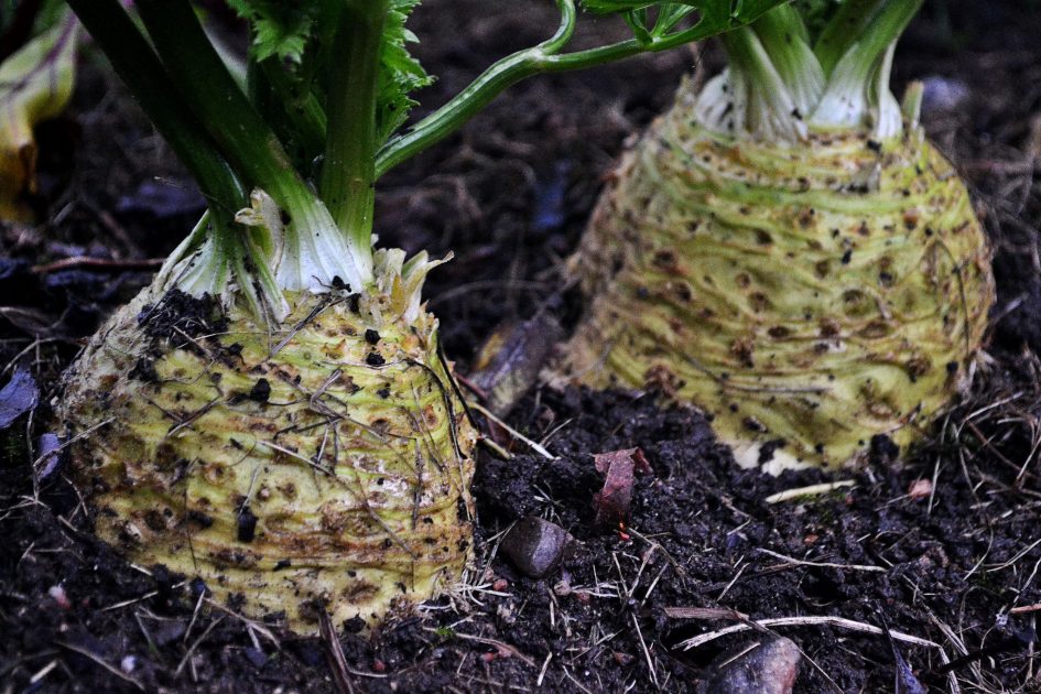 Odla läcker rotselleri - Sara Bäckmo