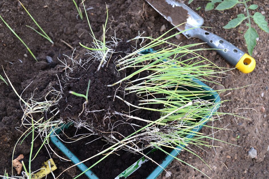 Plantera purjolök på friland - Sara Bäckmo