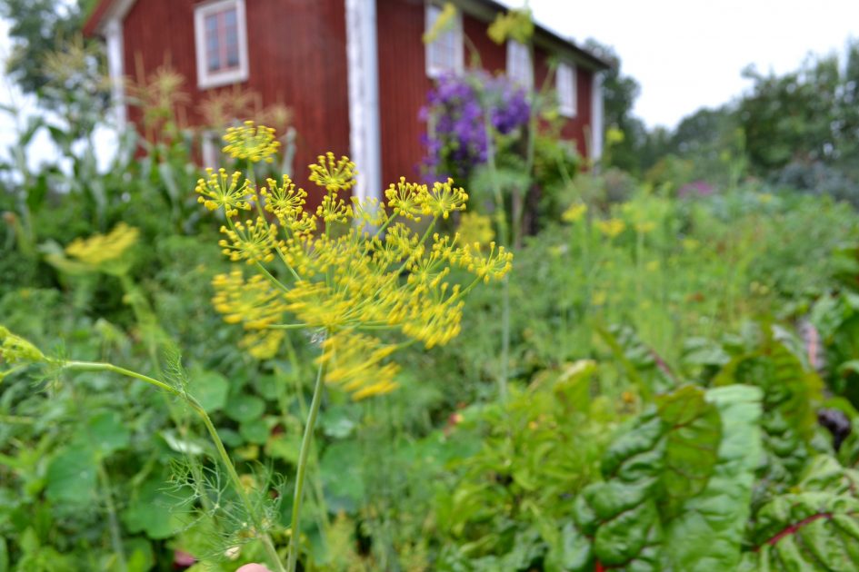 Frys dillkronor till nästa år - Sara Bäckmo