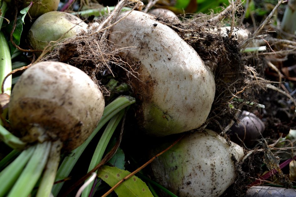 Årets godaste betor är vita - Sara Bäckmo
