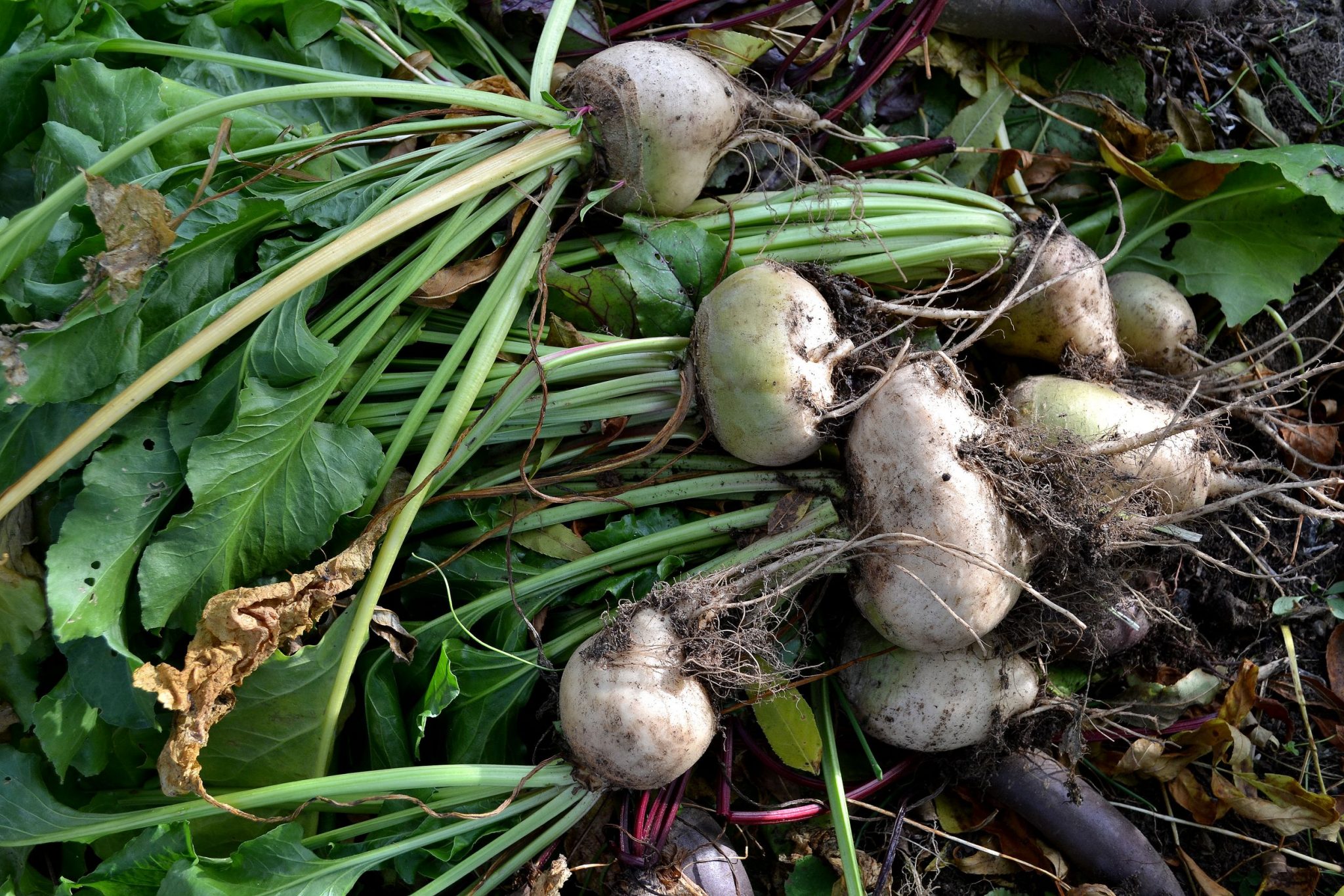 Årets godaste betor är vita - Sara Bäckmo