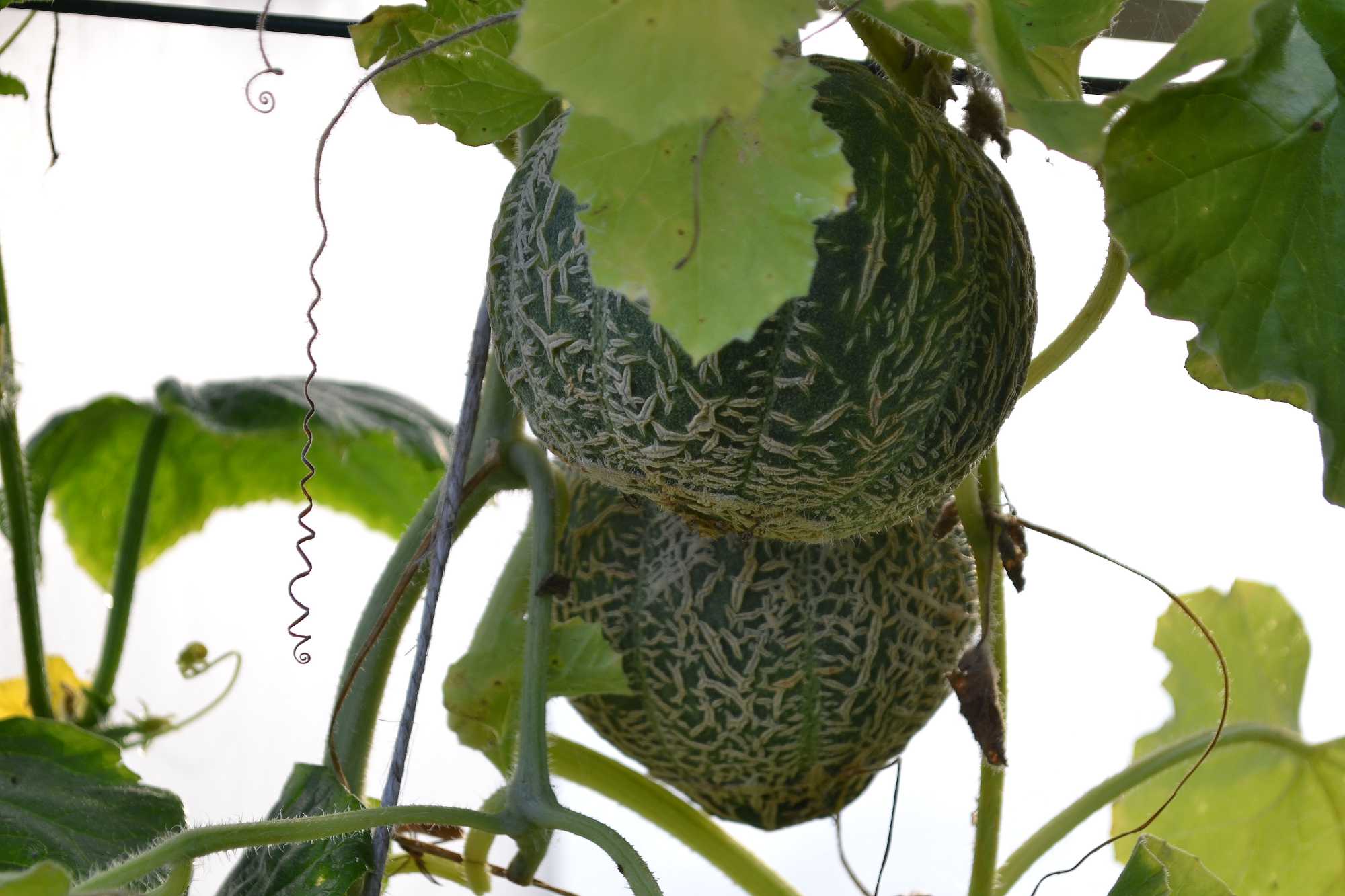 Melonerna är på väg upp - Sara Bäckmo