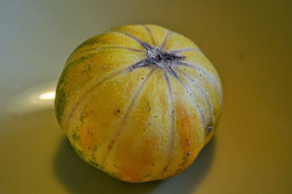 Queen Anne's pocket melon - Sara Bäckmo