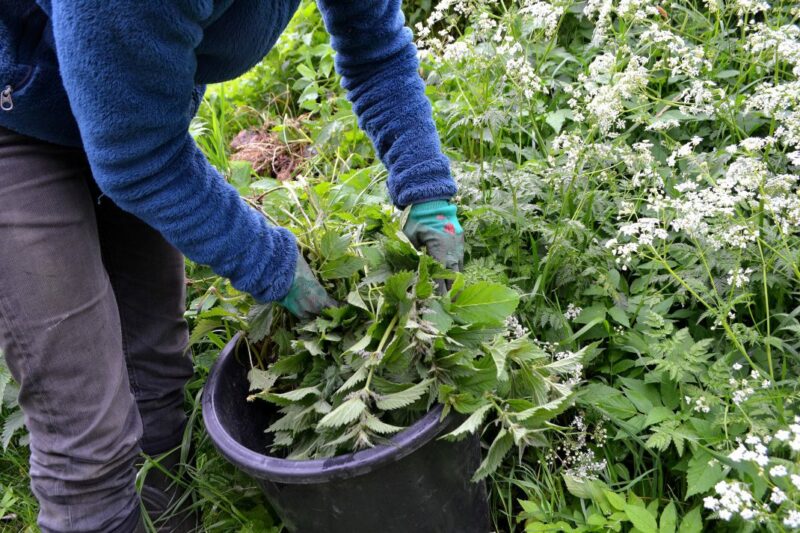 Fyra snabba gödsel till trädgården - Sara Bäckmo