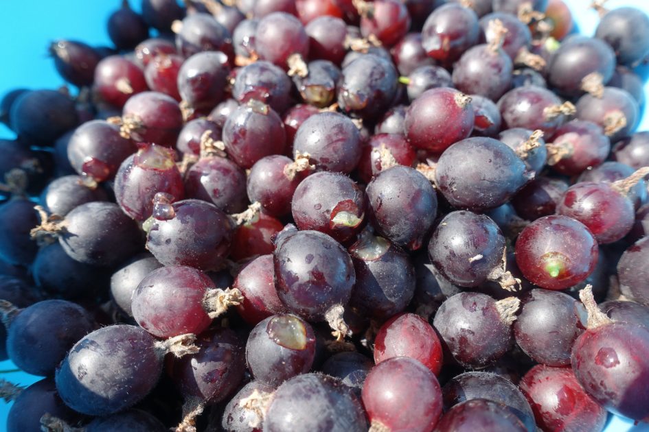 How to grow jostaberries at home – Sara's Kitchen Garden