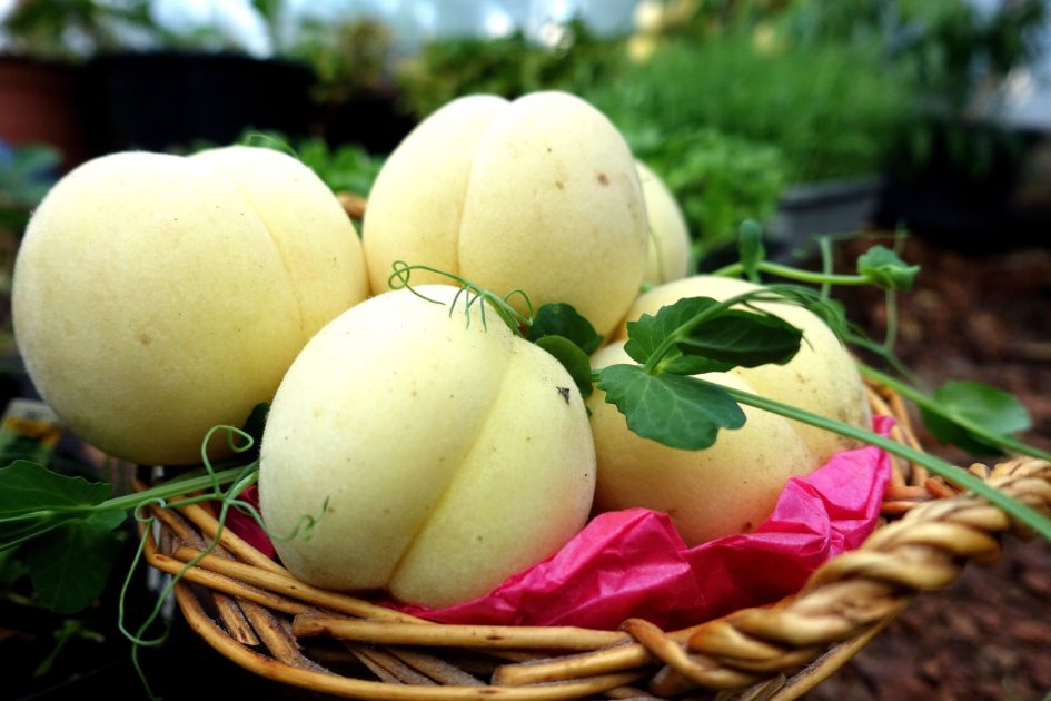 Growing Ice Peach: The white peach variety – Sara's Kitchen Garden