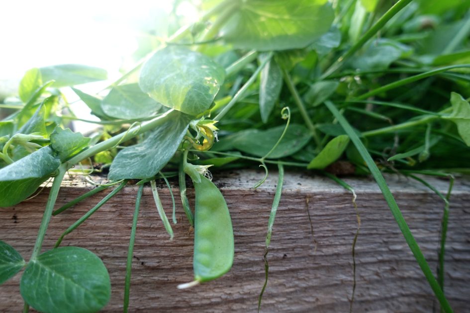 Sockerärter i oktober - Sara Bäckmo