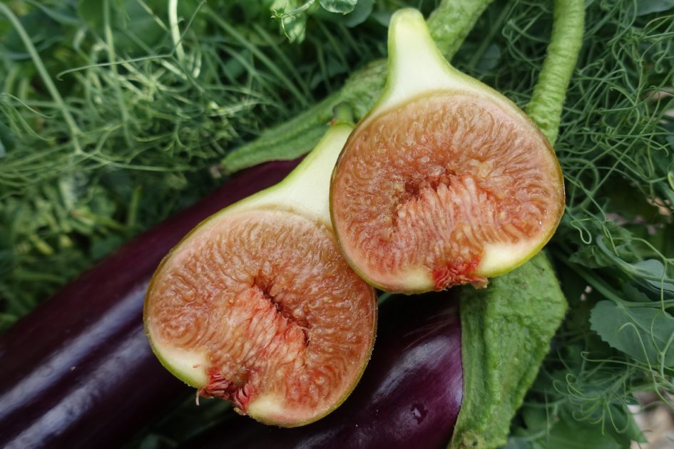 Odla fikon i växthus - Sara Bäckmo