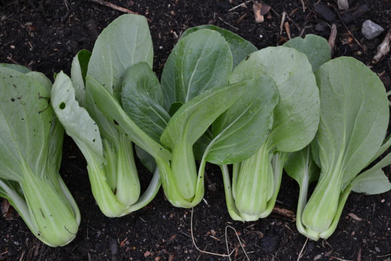 Odla Pak Choi som Mikroblad Hemma – Sara Bäckmo