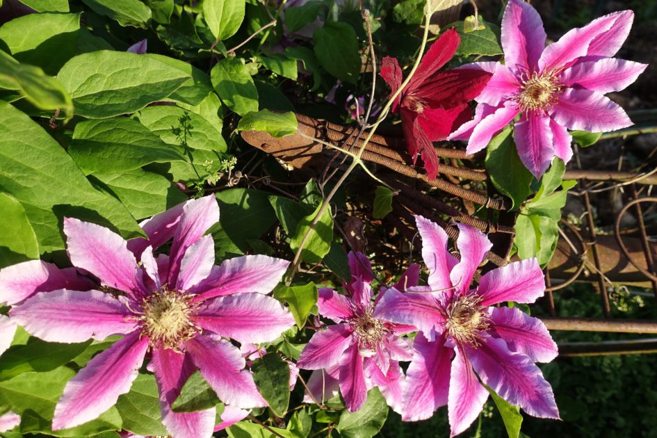 Klematis 'Piilu' - Sara Bäckmo