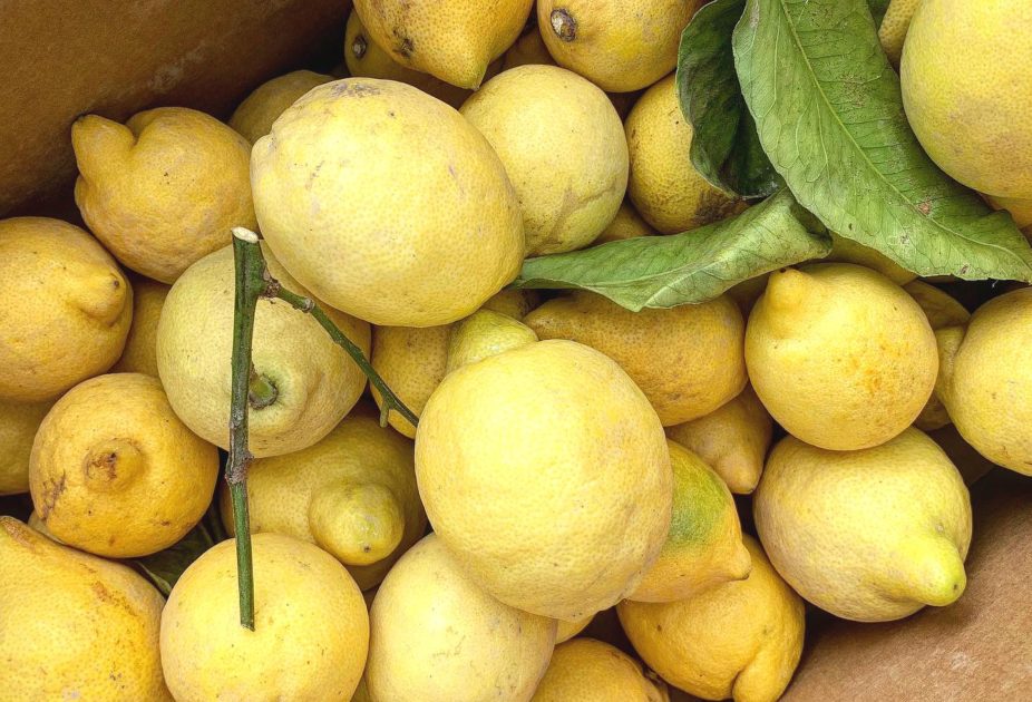 Citroner från CrowdFarming - Sara Bäckmo