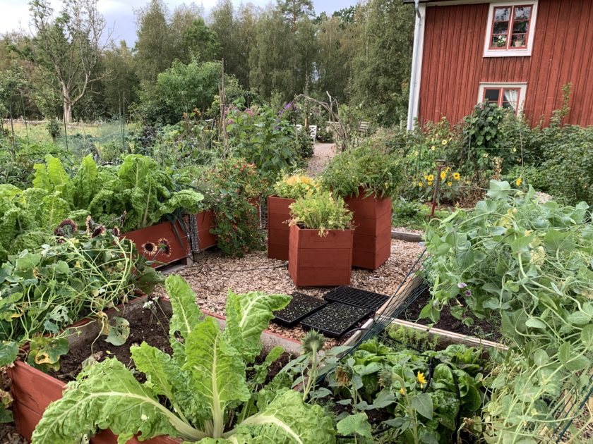 Så sockerärter på sommaren - Sara Bäckmo