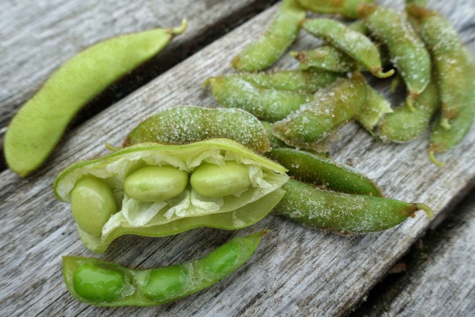 sarabackmo_sojabona_soyabean - Sara Bäckmo