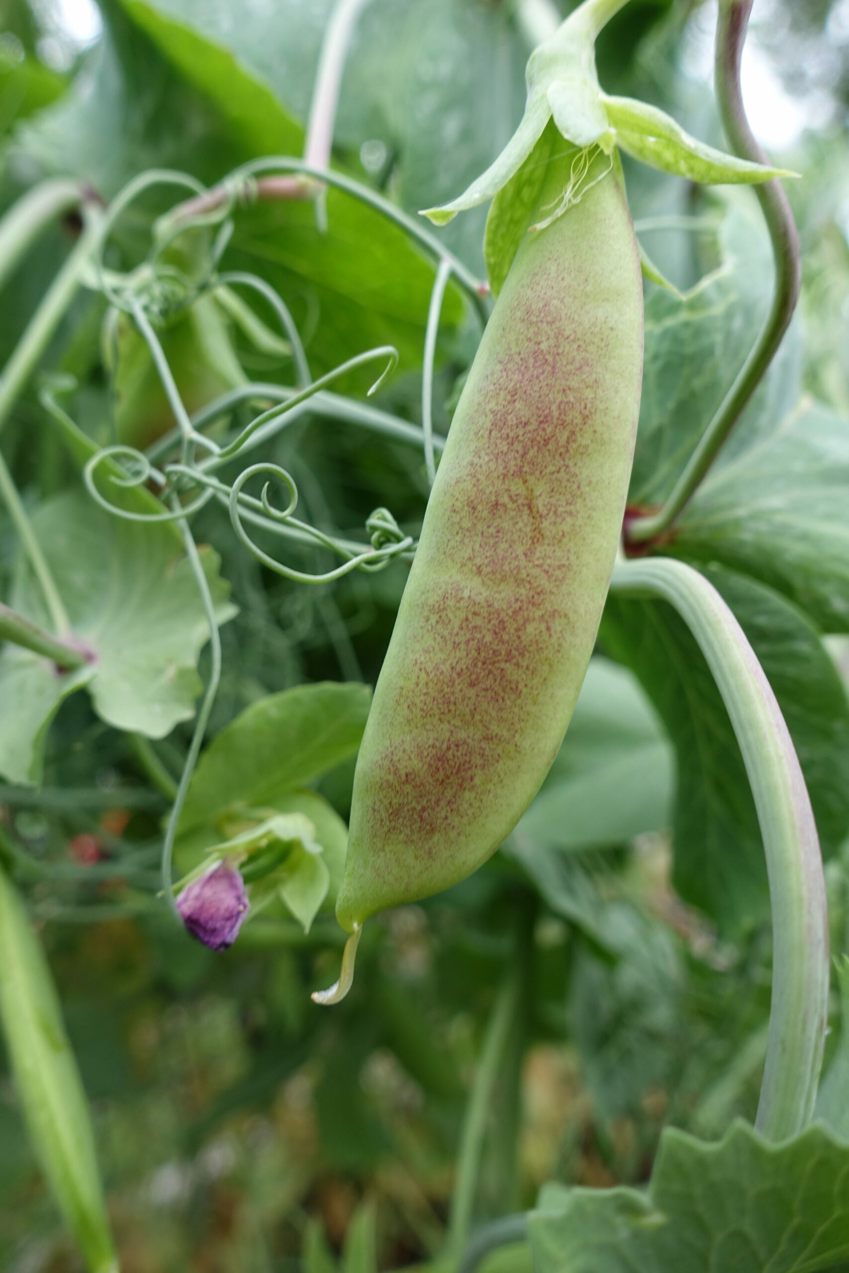 Så sockerärter på sommaren - Sara Bäckmo