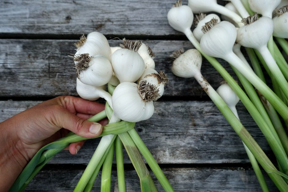Tips and Tricks: How to make a garlic braid – Sara's Kitchen Garden