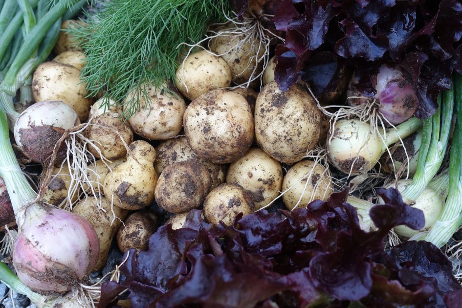 Förebygg angrepp av potatisbladmögel - Sara Bäckmo