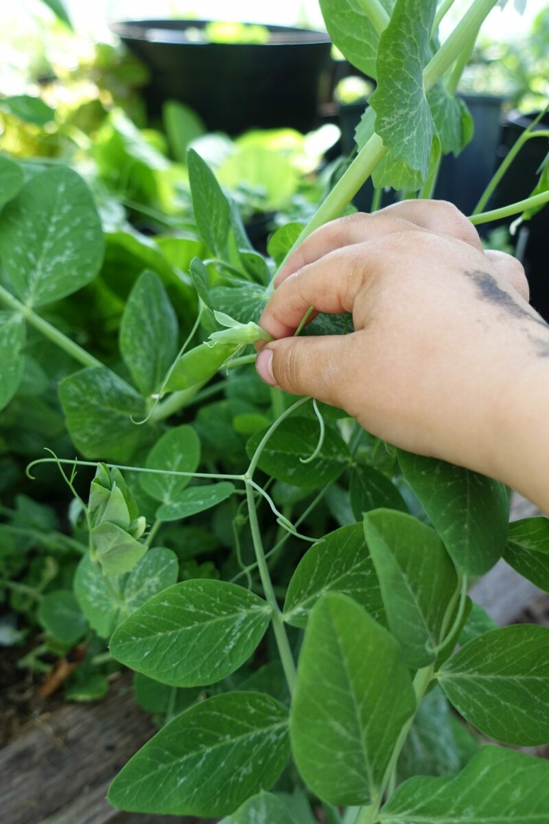 Så sockerärter på vintern - Sara Bäckmo