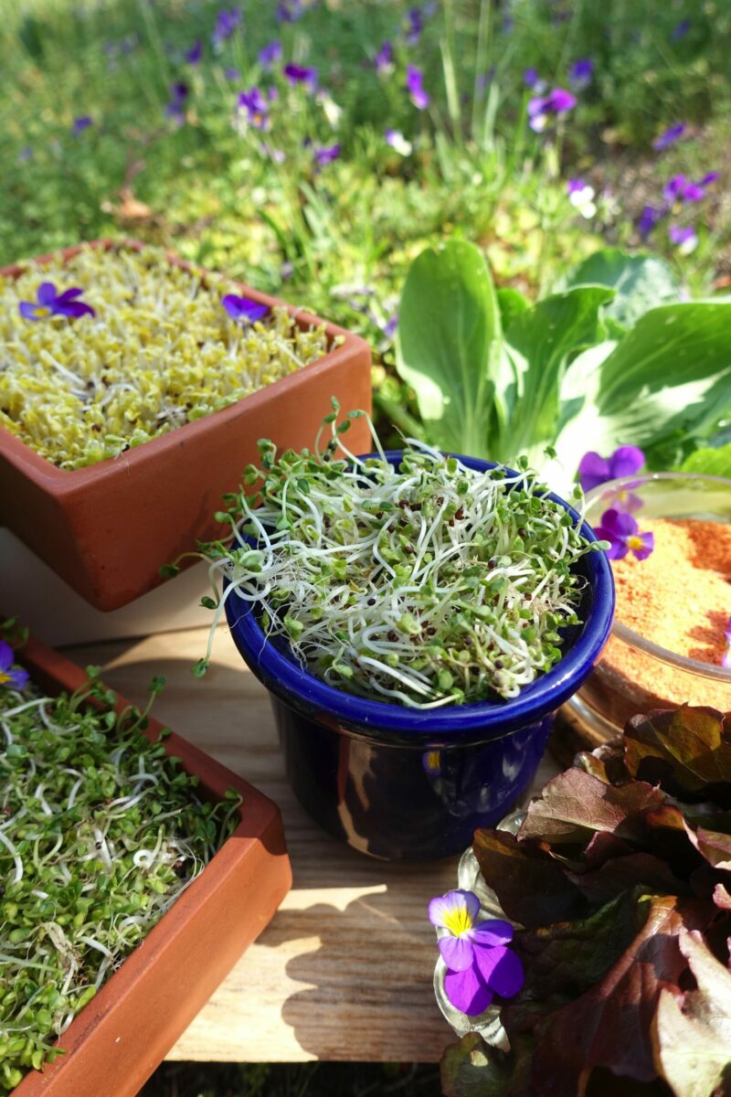 Bli en groddare - tre tips för att grodda - Sara Bäckmo