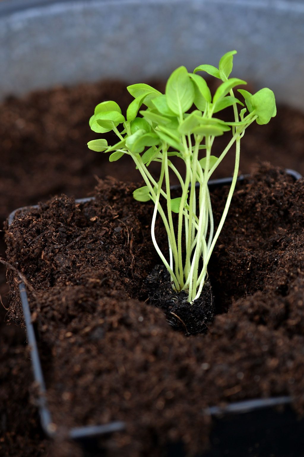 Odla basilika i pluggbox - Sara Bäckmo