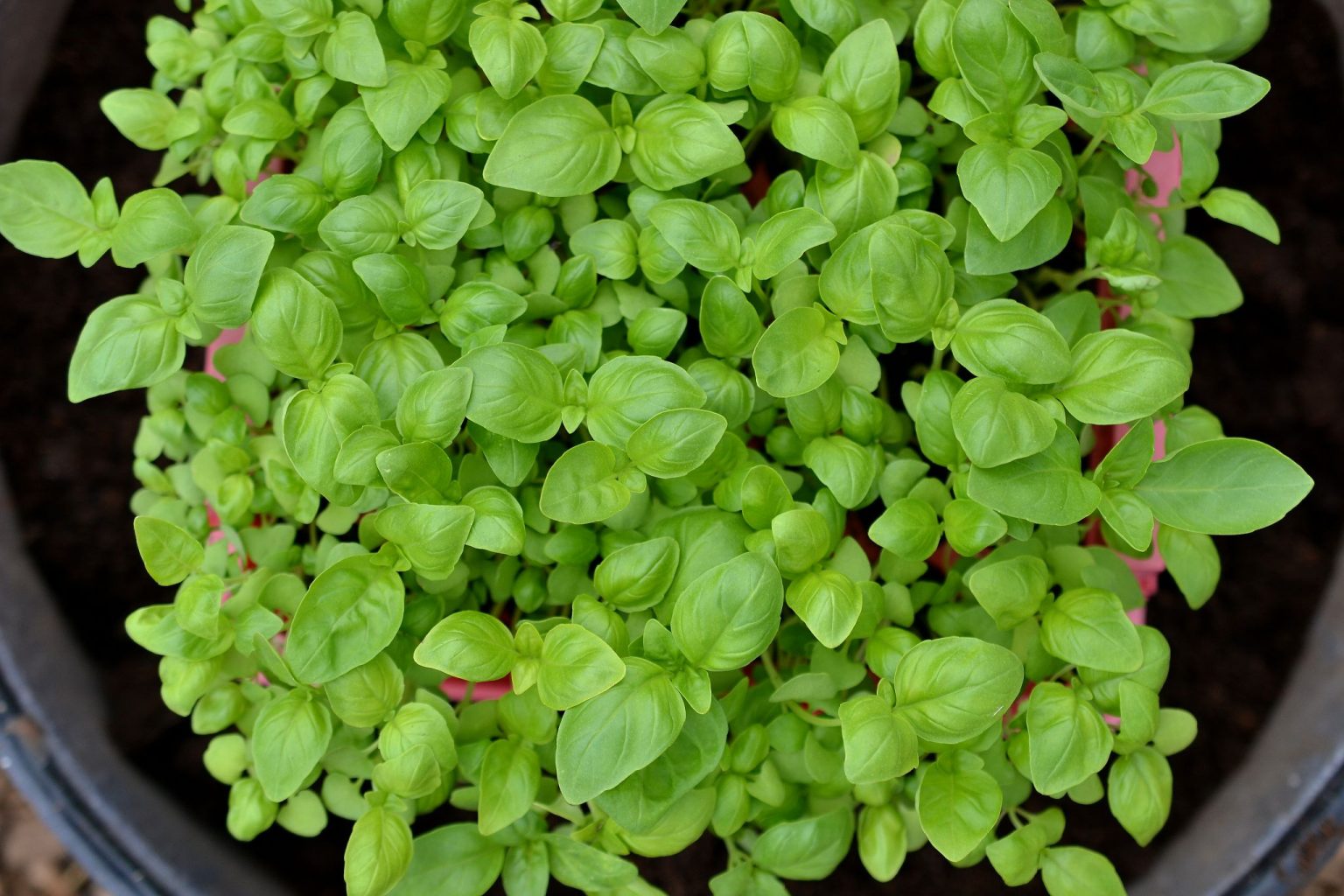 Odla basilika i pluggbox - Sara Bäckmo