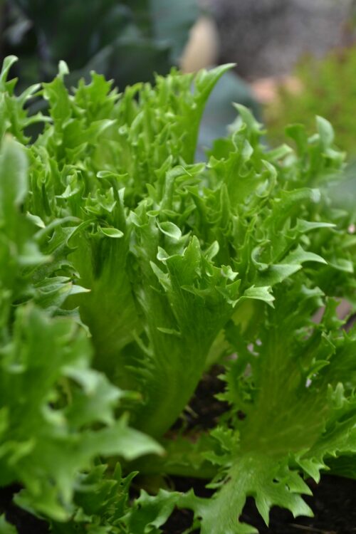 Tips för att odla sallat - Sara Bäckmo