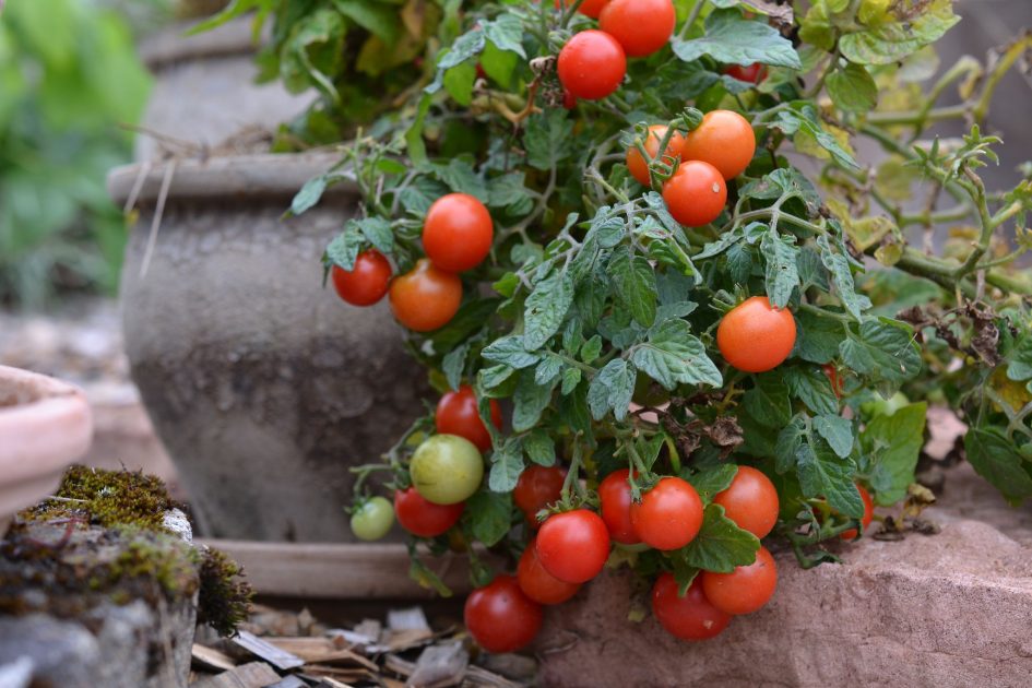 Update: My Micro Dwarf Tomatoes – Sara's Kitchen Garden