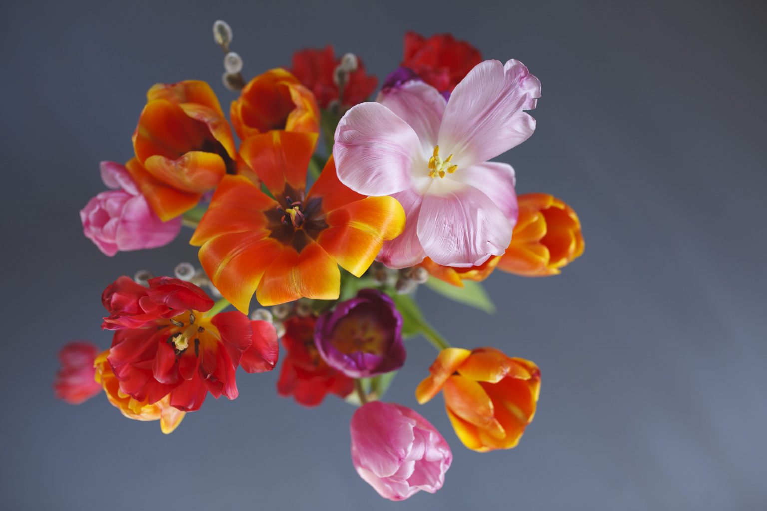 Skördeknep för tulpaner - Sara Bäckmo