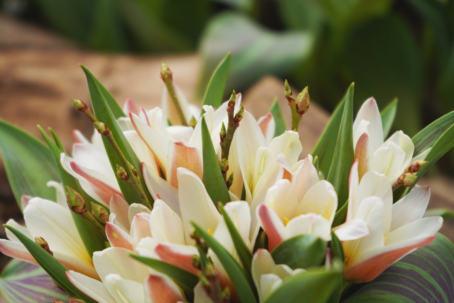 Botaniska tulpaner 'The First' - Sara Bäckmo