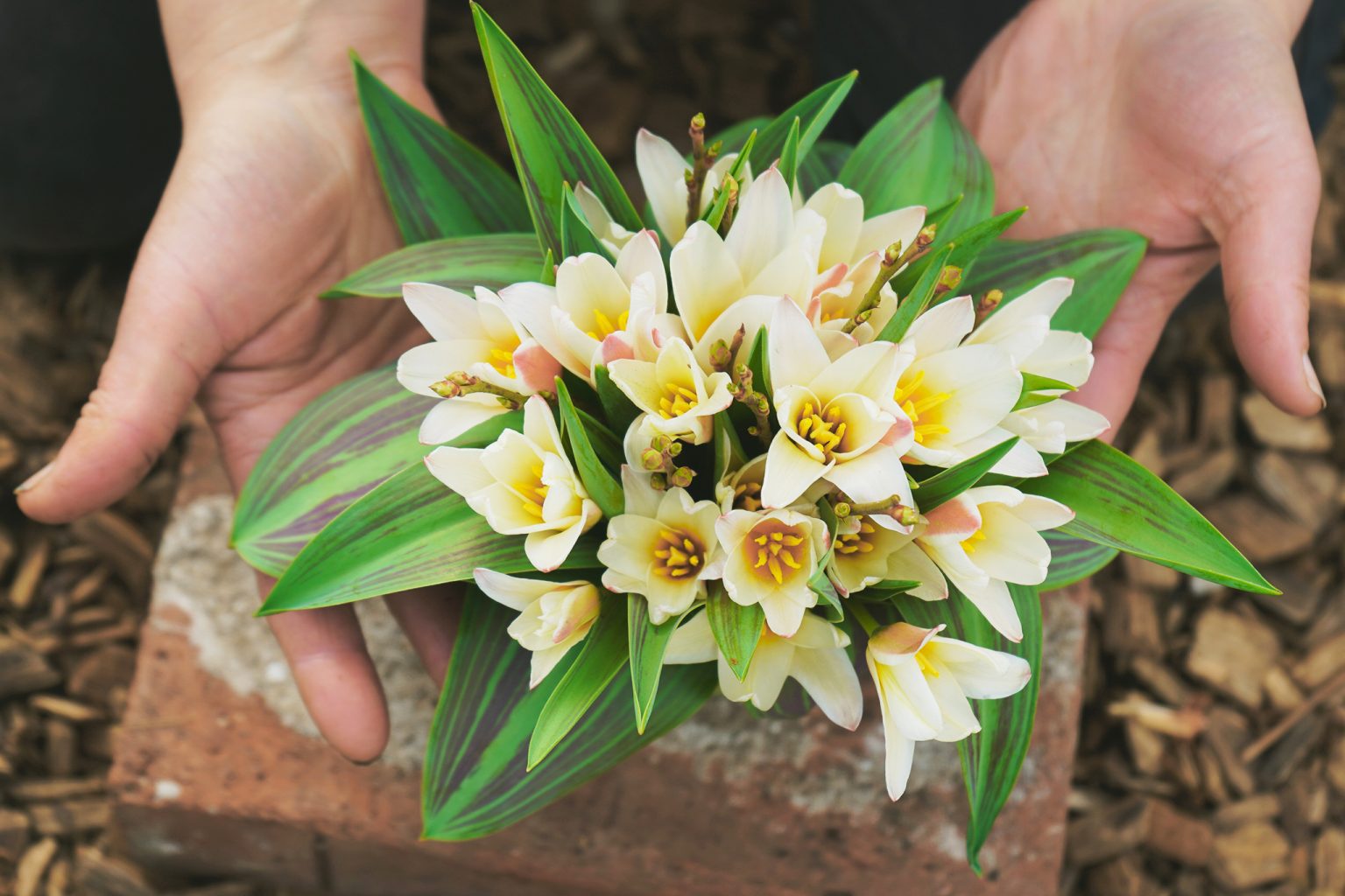 Botaniska tulpaner 'The First' - Sara Bäckmo