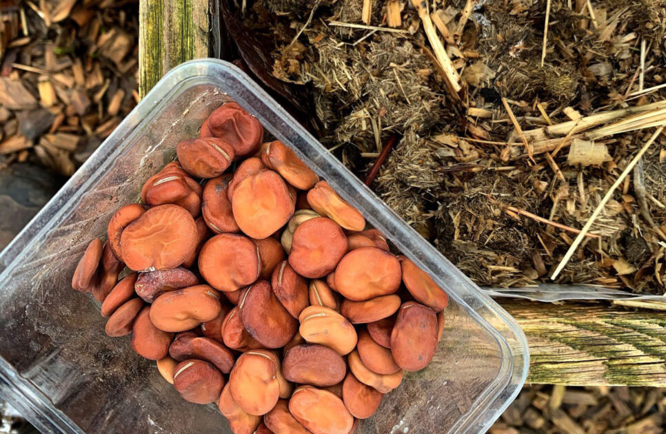 Sara säger: Odla med glädje - se vad det blir - Sara Bäckmo