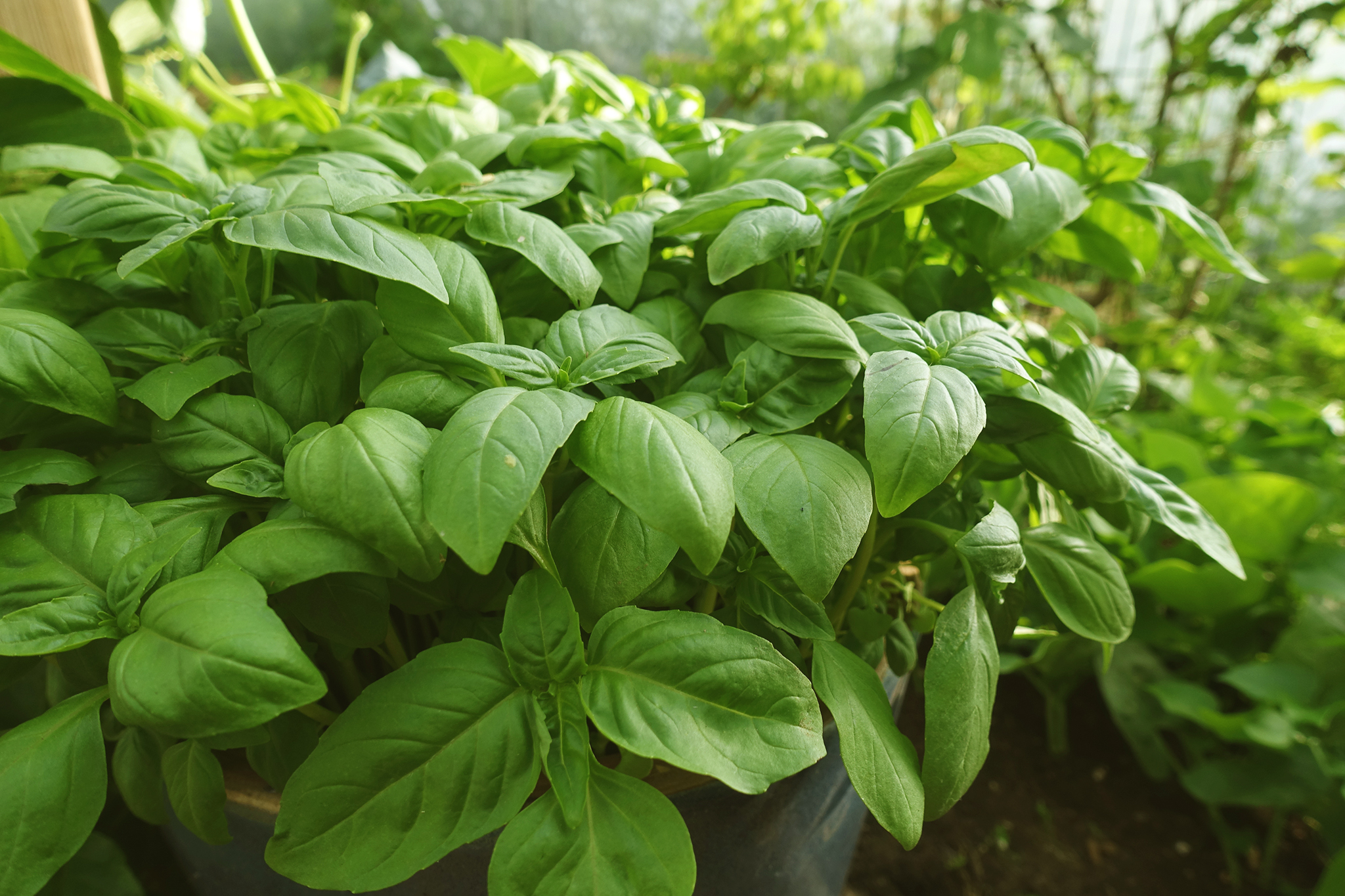 Enklaste odling av basilika i stor kruka - Sara Bäckmo