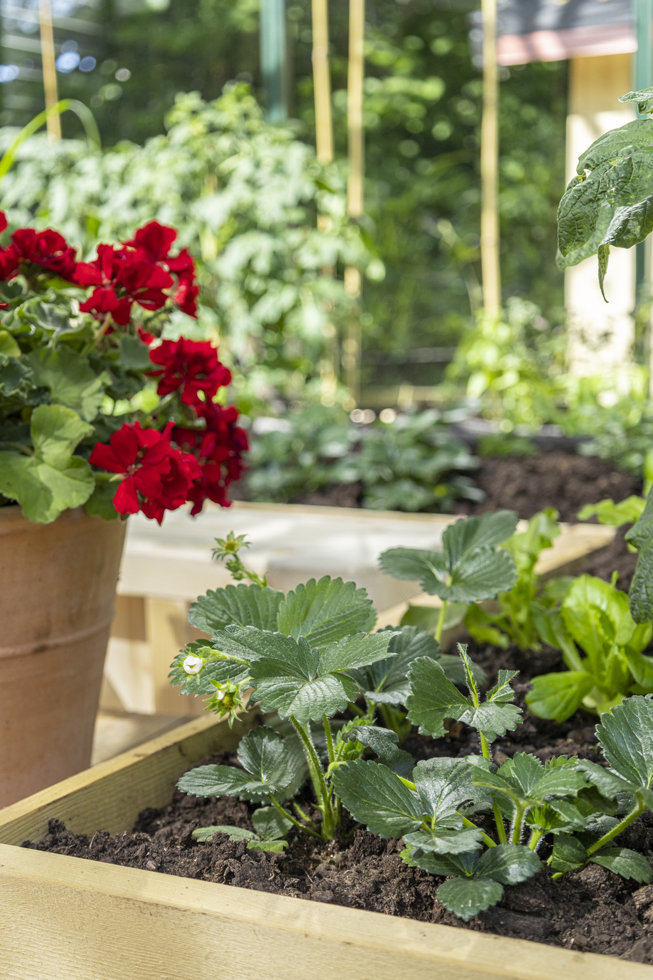 Impregnerat virke i grönsaksodling - Sara Bäckmo
