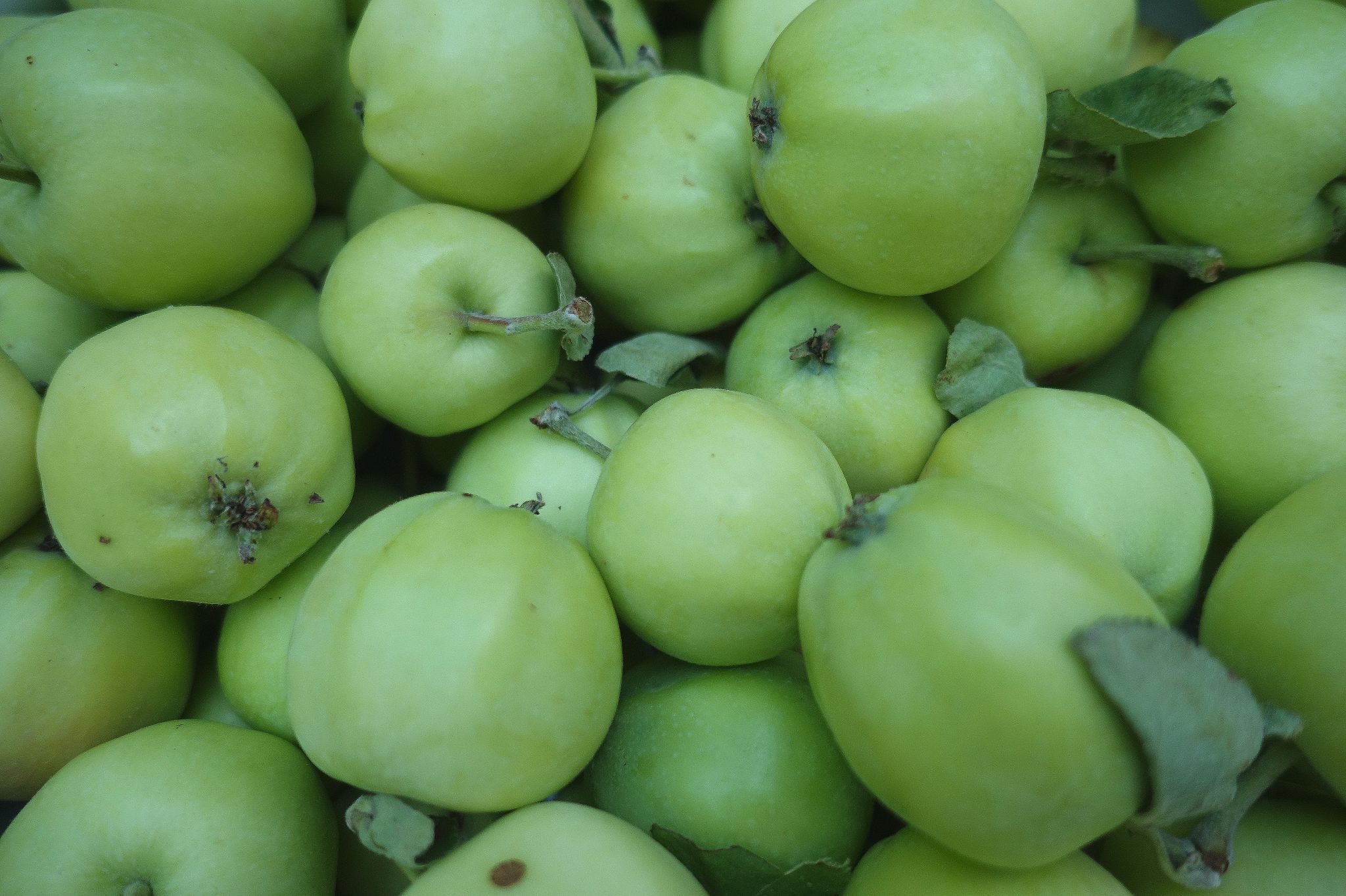 'Transparente Blanche' - Äpple för tidig skörd - Sara Bäckmo