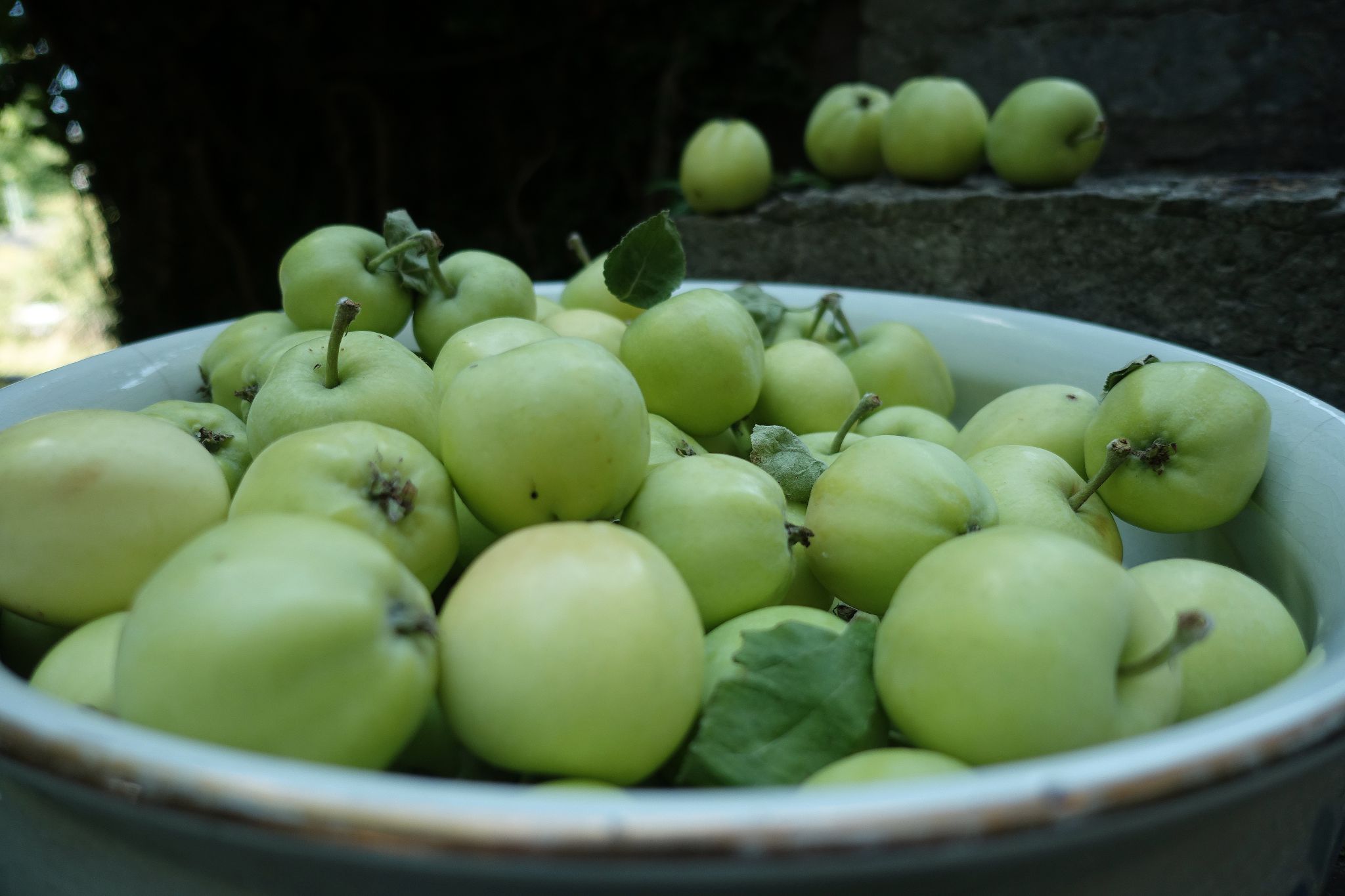'Transparente Blanche' - Äpple för tidig skörd - Sara Bäckmo