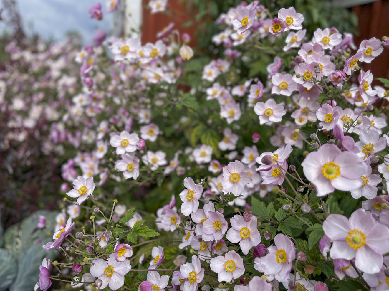 sarabackmo_hostanemoner_plantering - Sara Bäckmo