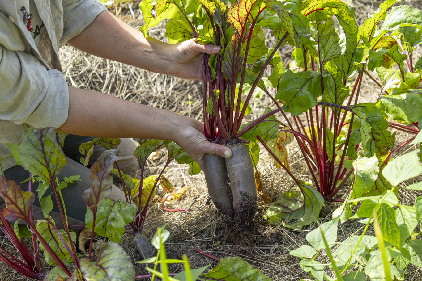 sarabackmo_rodbeta_skord - Sara Bäckmo