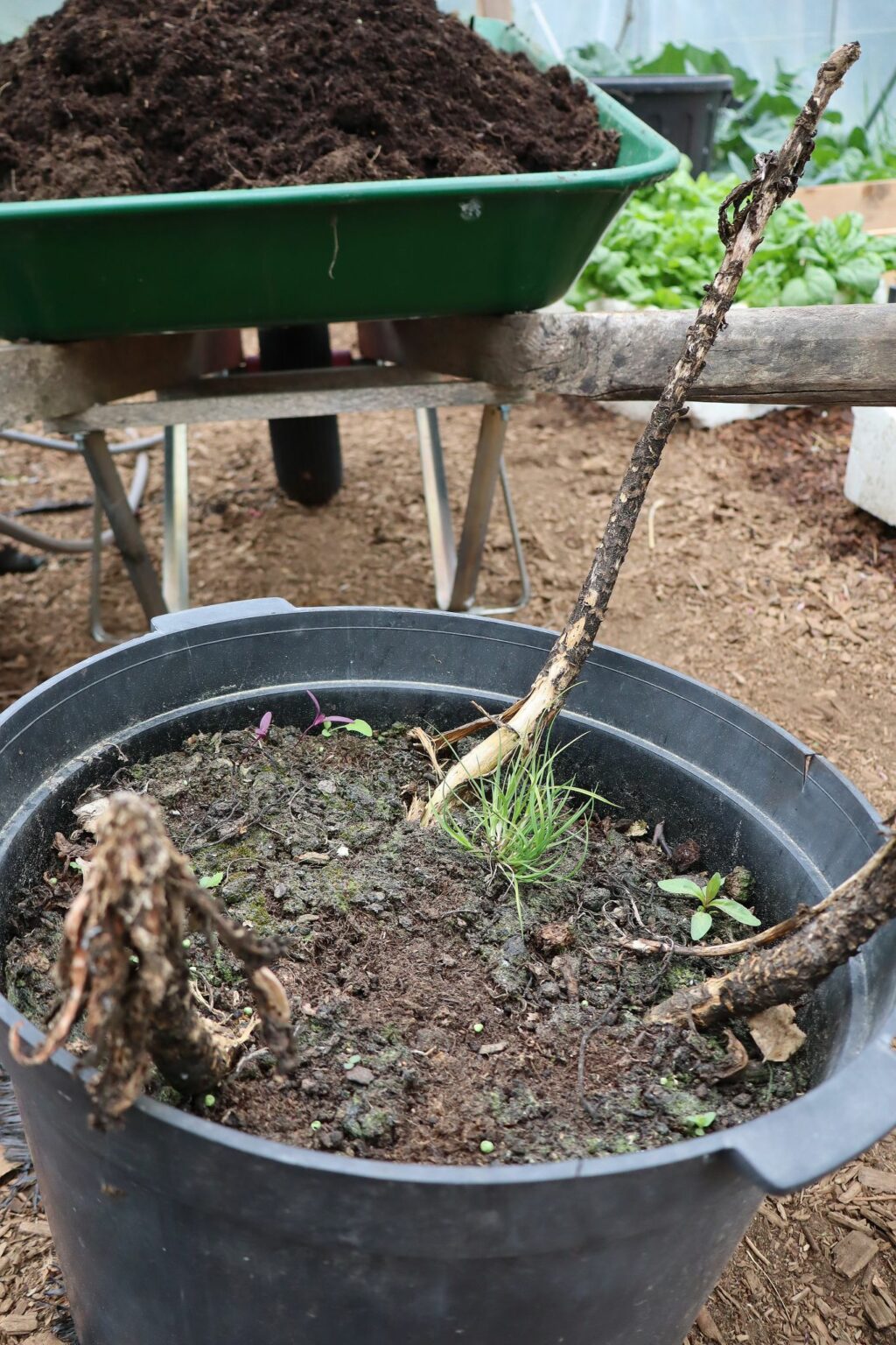 Återanvänd gammal jord i krukor - Sara Bäckmo