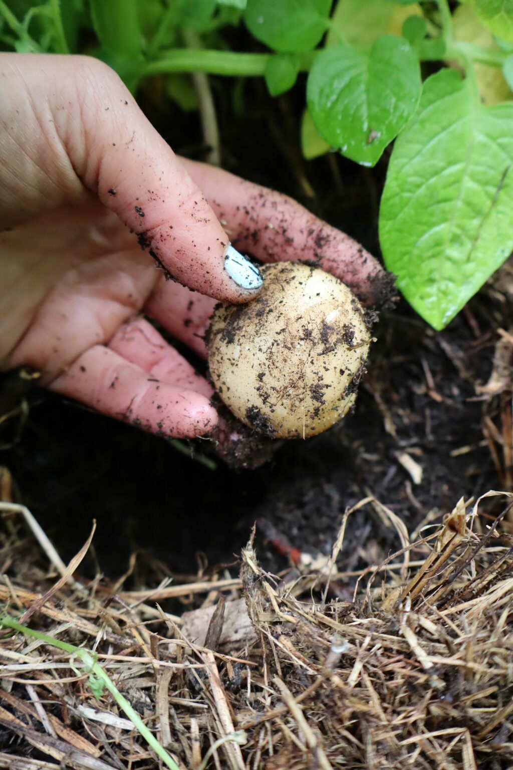 Skörda potatis - Skatta, mjölka eller fulskörda - Sara Bäckmo