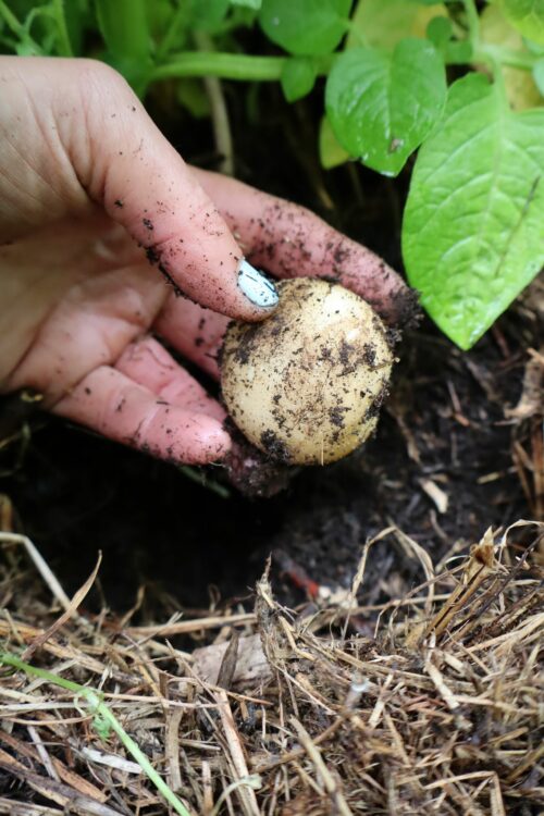 Skörda potatis - Skatta, mjölka eller fulskörda - Sara Bäckmo