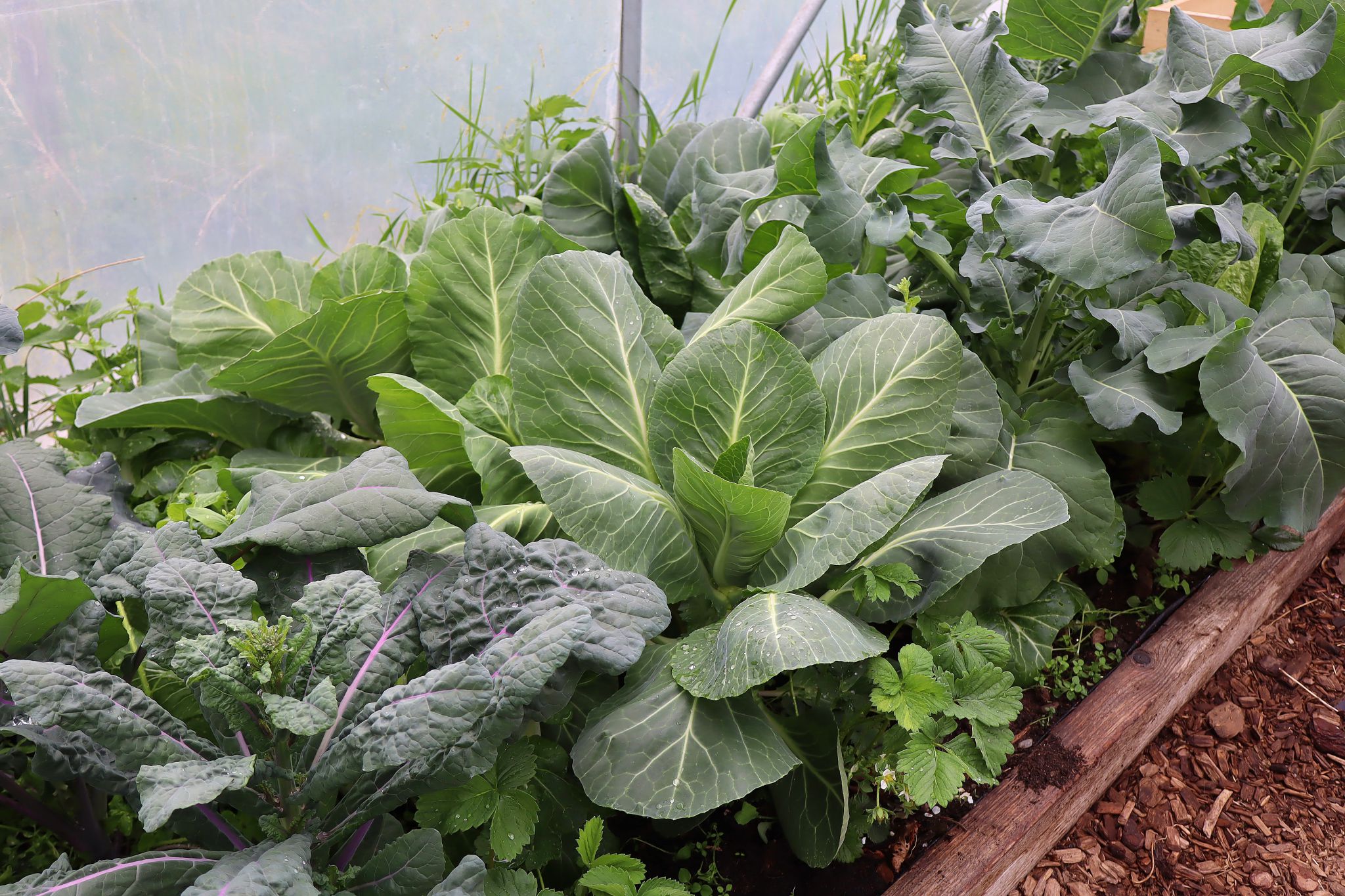Odla tidig kål som på Skillnadens - Sara Bäckmo
