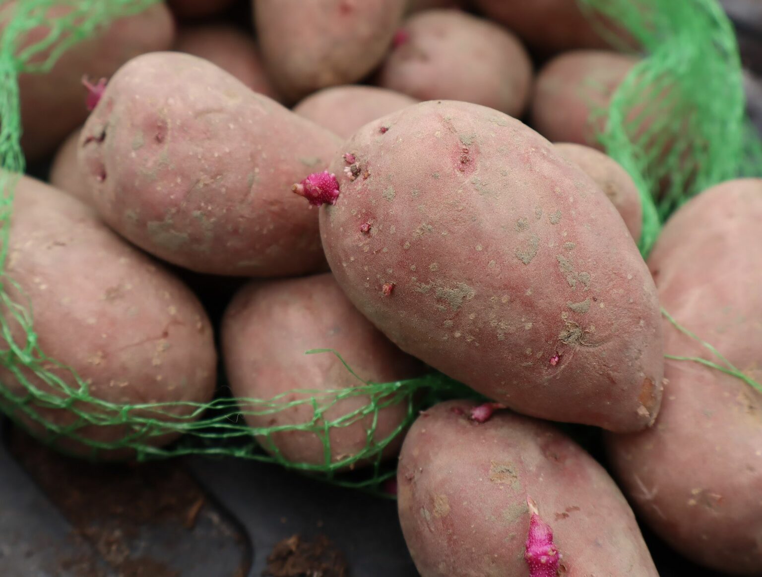 Förodla potatis inomhus - Sara Bäckmo