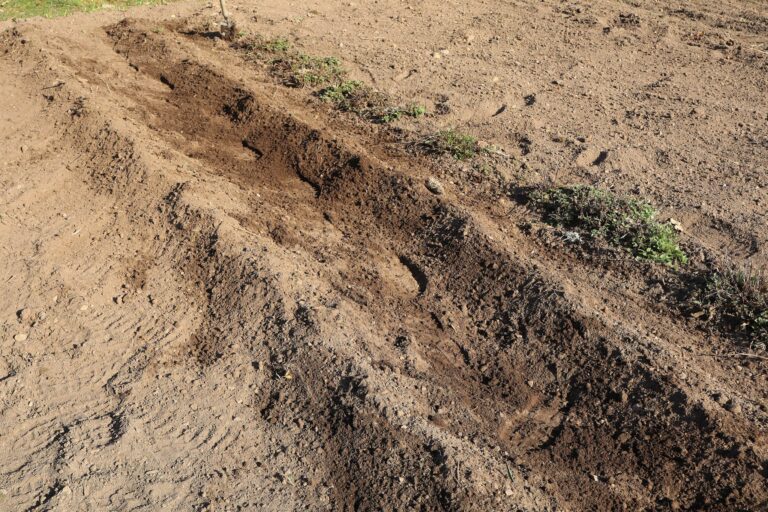 Odla potatis - Enklaste sättet - Sara Bäckmo