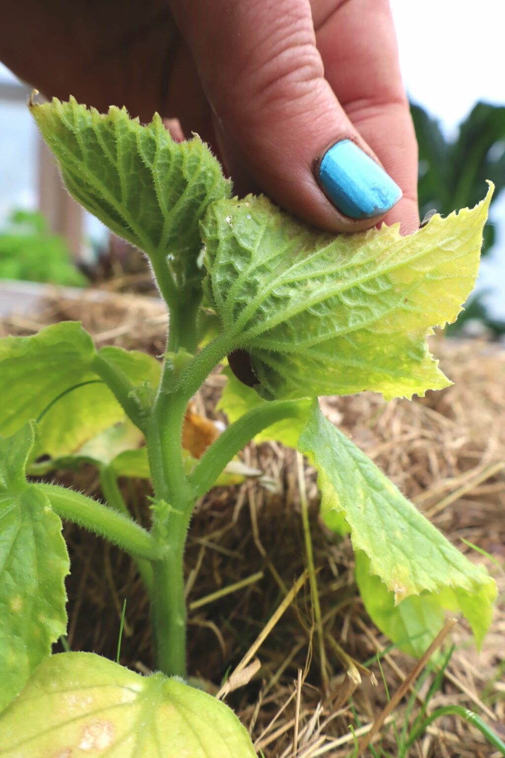 Gurka - Fula blad som vissnar - Sara Bäckmo