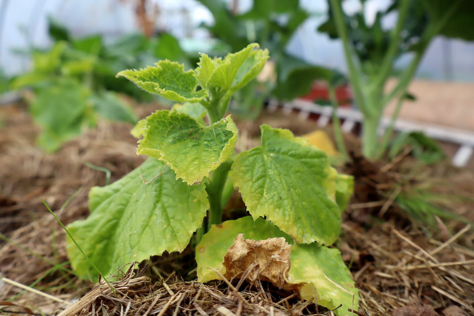 Gurka - Fula blad som vissnar - Sara Bäckmo