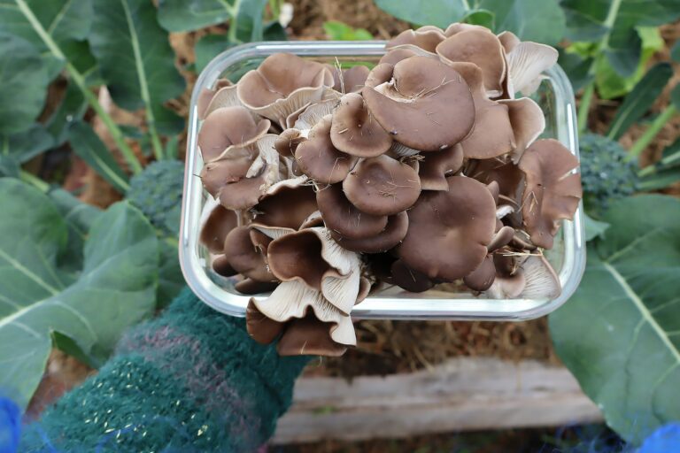 Odla svamp i pallkrage - Ostronskivling - Sara Bäckmo