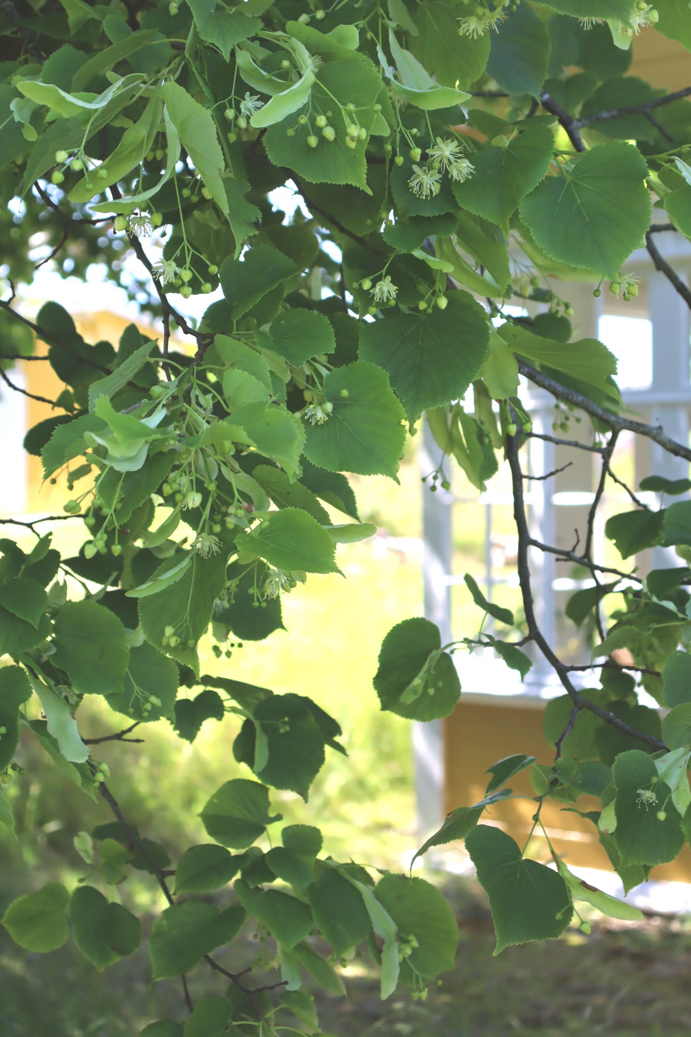 sarabackmo_lind_trad - Sara Bäckmo