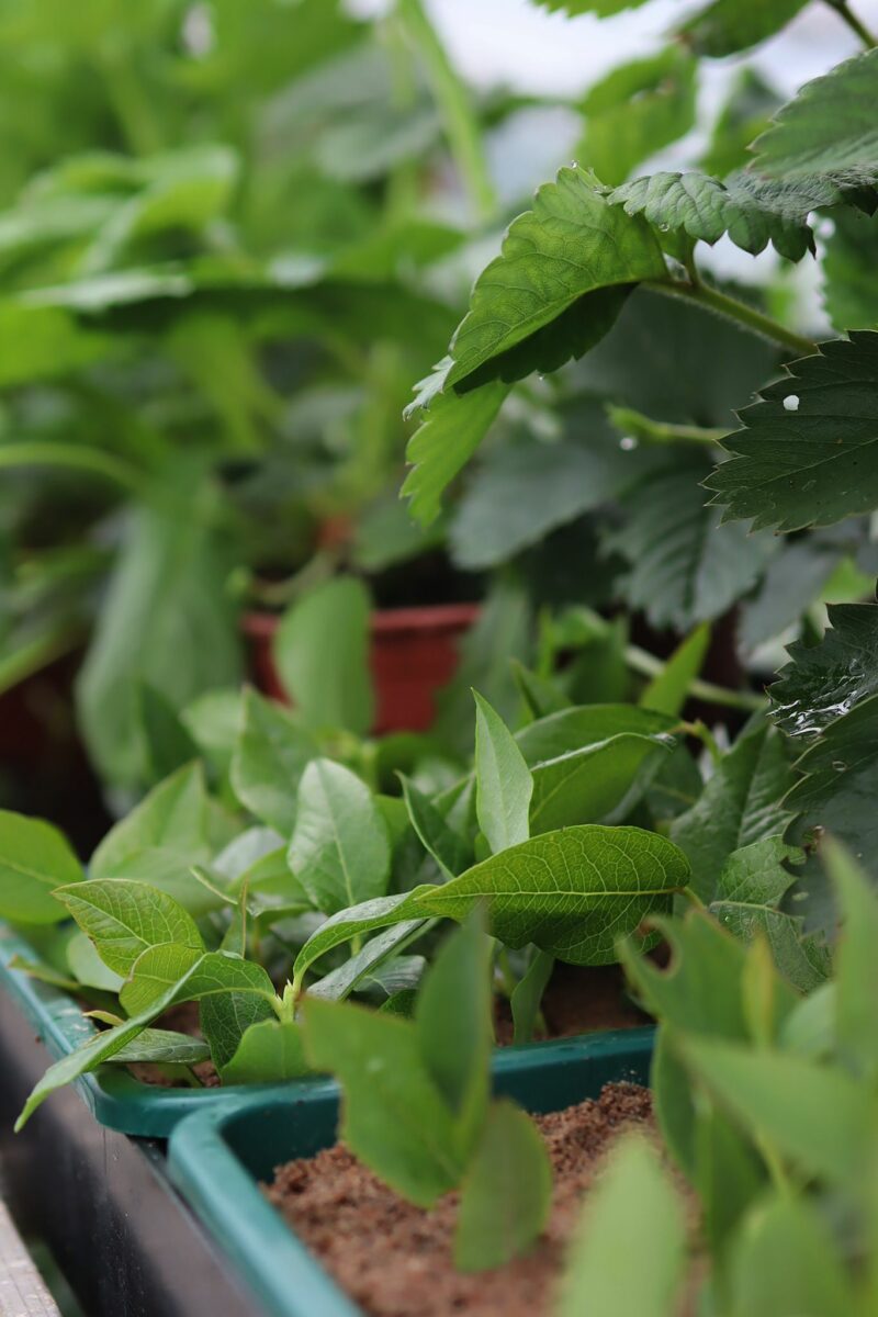 sarabackmo_foroka_blabar - Sara Bäckmo