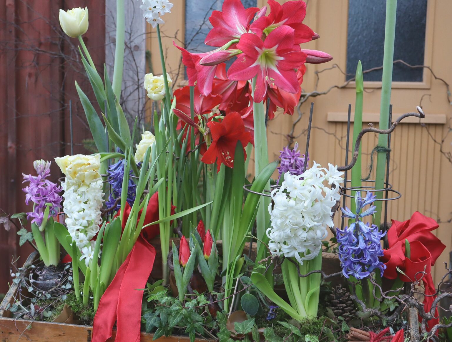 Odla julblommor - hyacinter, amaryllis, tazetter, tulpaner - Sara Bäckmo