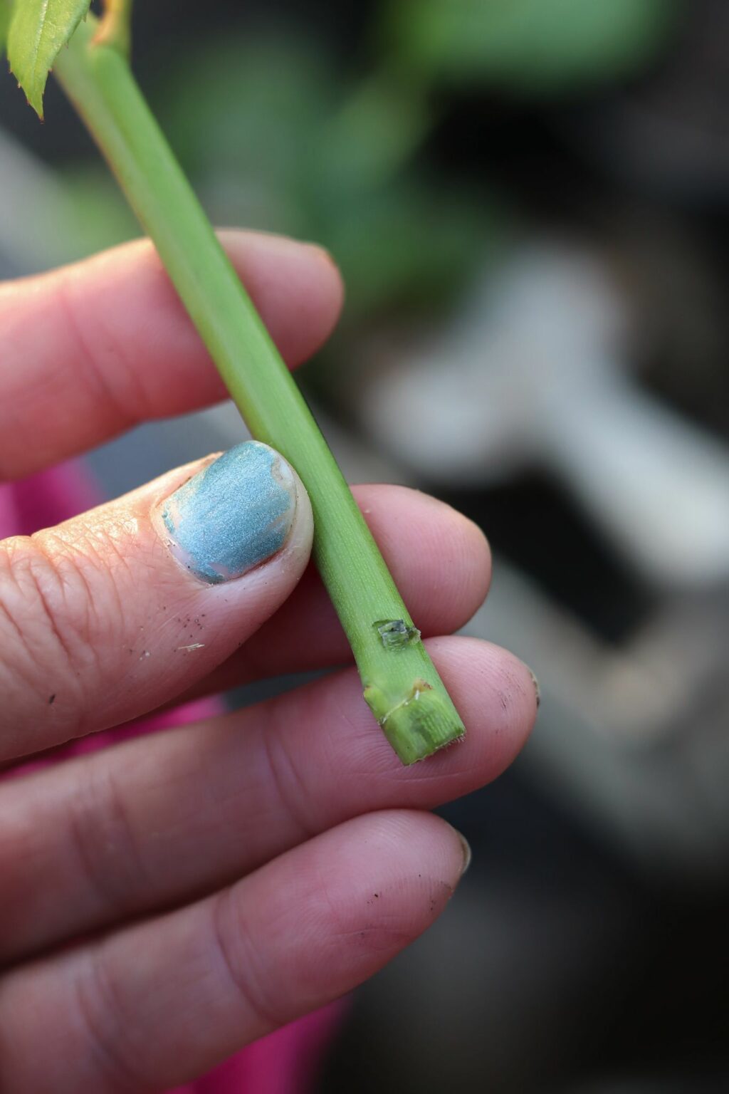 Ta sticklingar av rosor - Sara Bäckmo